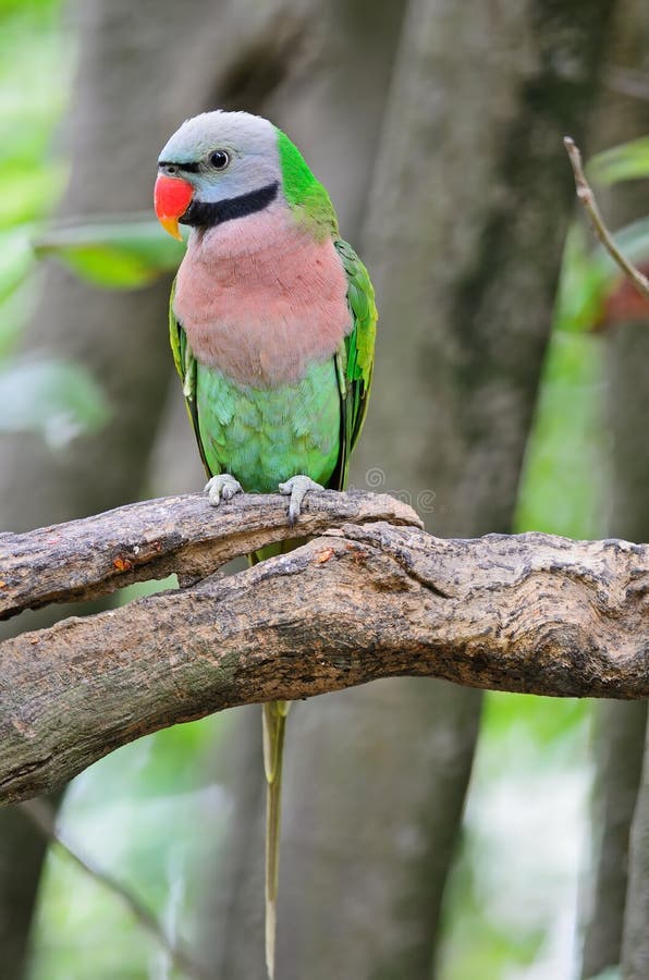 Red-breasted Parakeet stock image. Image of wing, asia - 32806407
