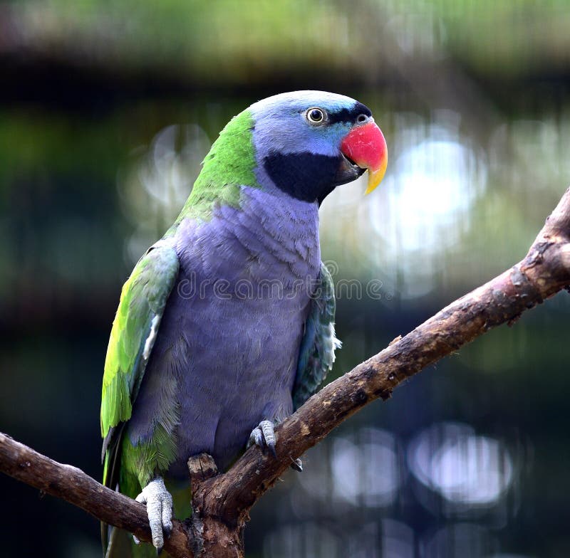 Red-breasted Parakeet stock image. Image of birds, parakeet - 58285359