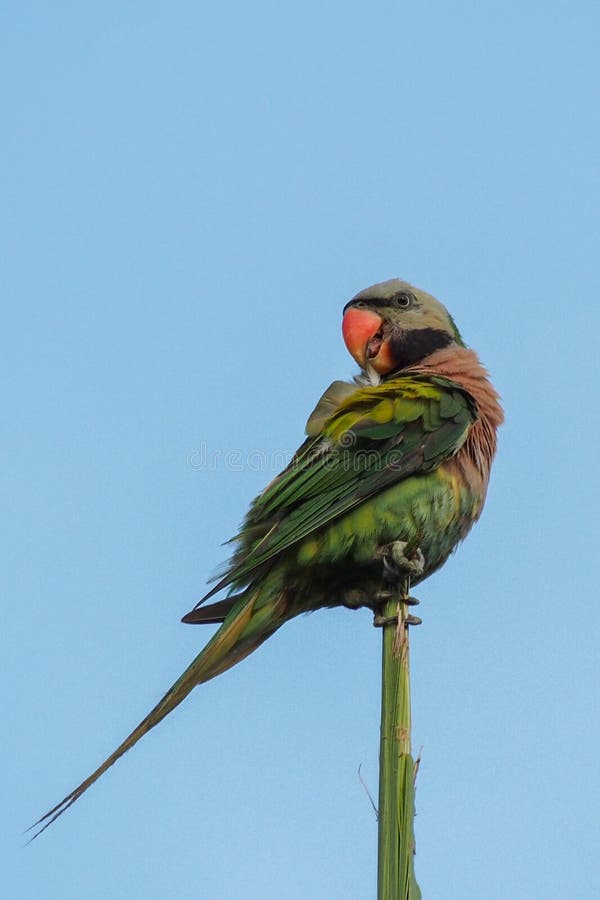Red-breasted parakeet stock photo. Image of perch, parrot - 33333496