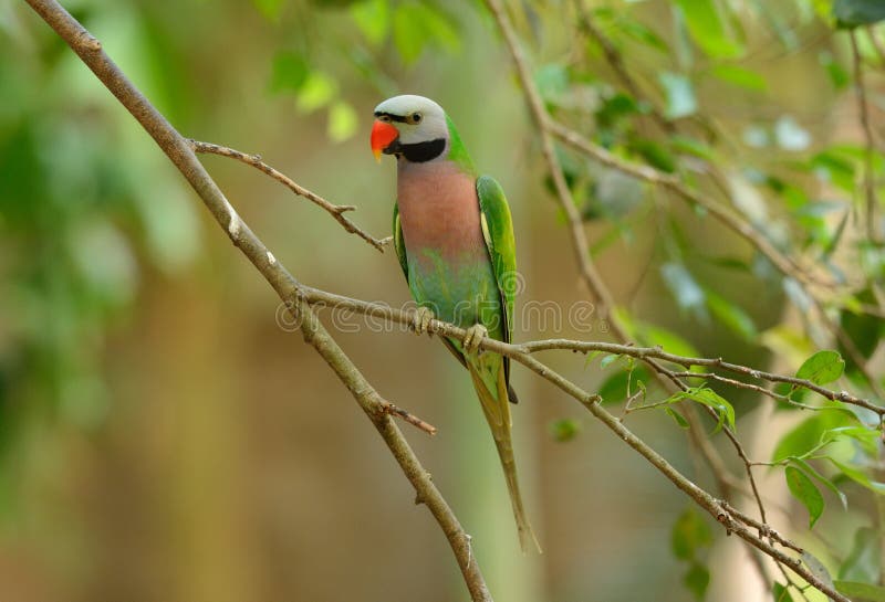 Red-breasted parakeet stock image. Image of birds, asian - 30862633