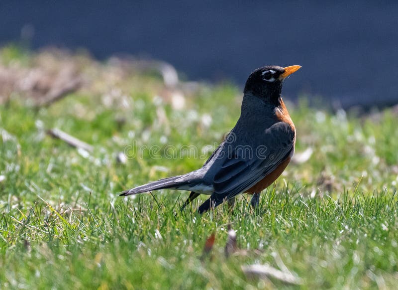 Red Breasted Robin Bird on Green Grass Stock Photo - Image of wildlife ...