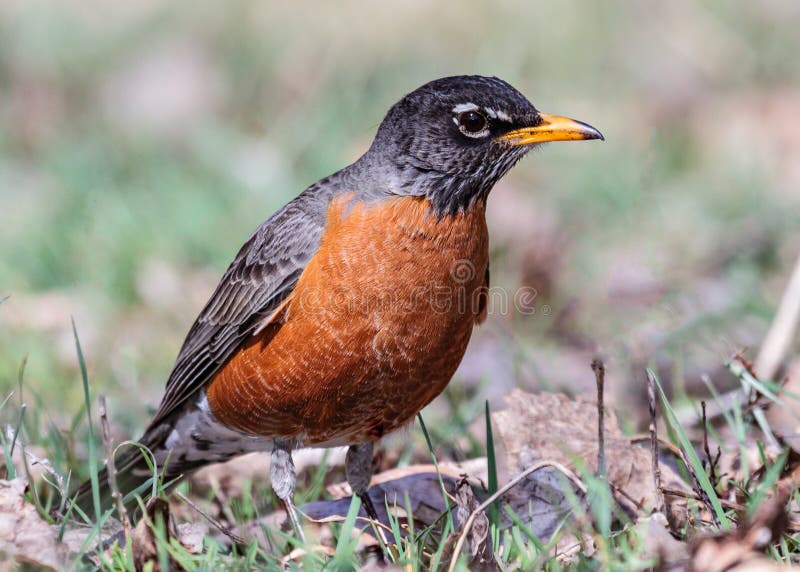 American Red Breasted Robin Stock Photo - Image of brown, animal: 96835540