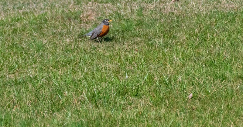 Red Breasted Robin on Green Grass Stock Image - Image of robin ...