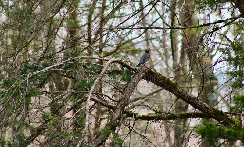 Red Breasted Robin Perched among the Cedar Branches Stock Photo - Image ...