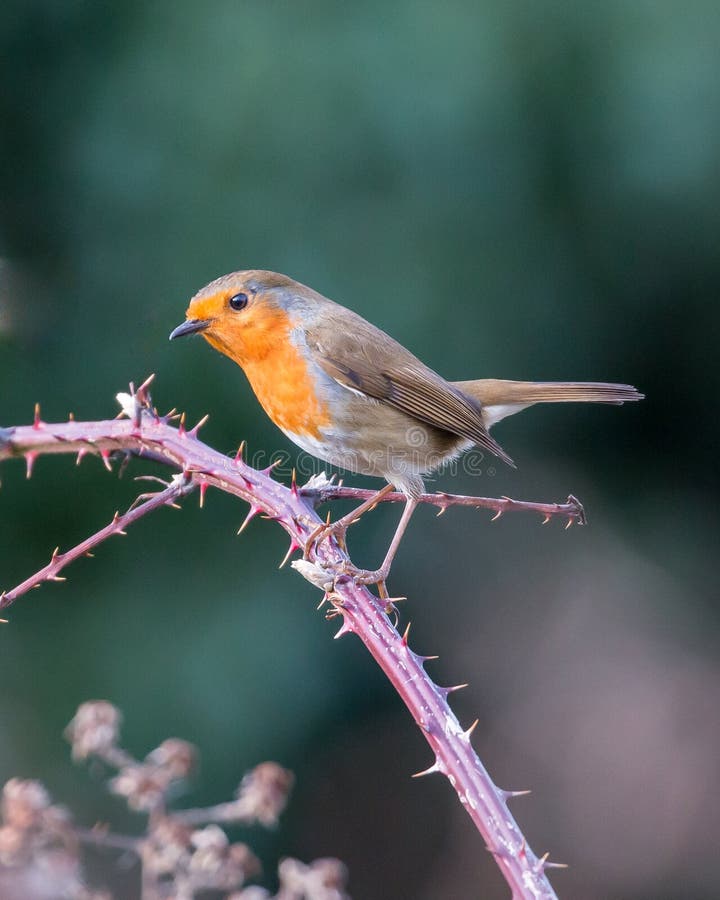 Red Breasted Robin Standing Sideways Stock Photo - Image of standing ...