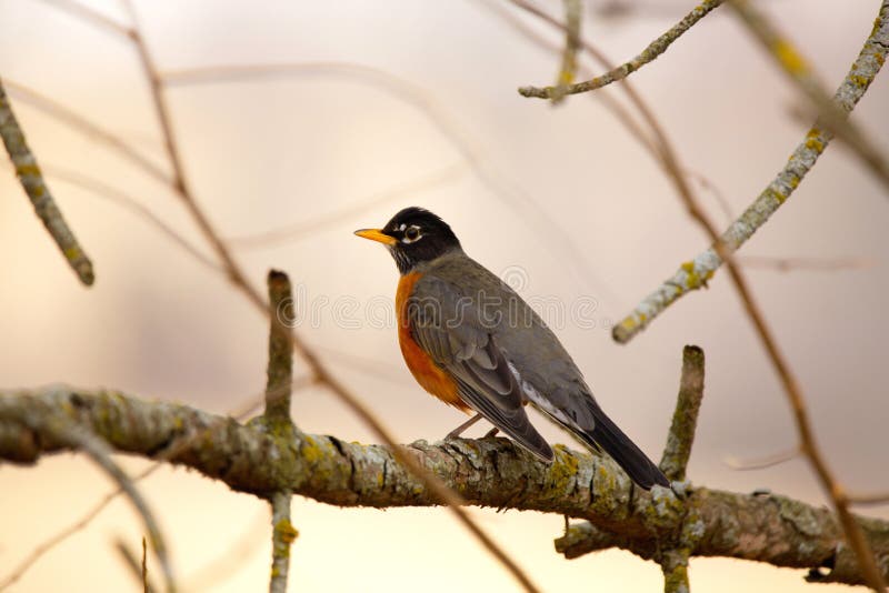 Red Breasted Robin at Sunrise in a Tree Stock Image - Image of breast ...