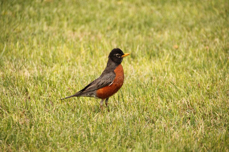 Red Breasted Robin with Tufted Head Stands in Grass Stock Photo - Image ...