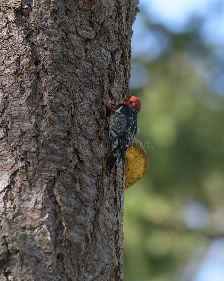 Red-breasted Sapsucker Working in a Tree Stock Photo - Image of ...
