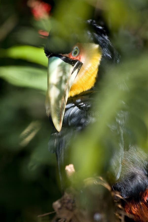 Red breasted toucan stock photo. Image of hidden, bird - 13202716