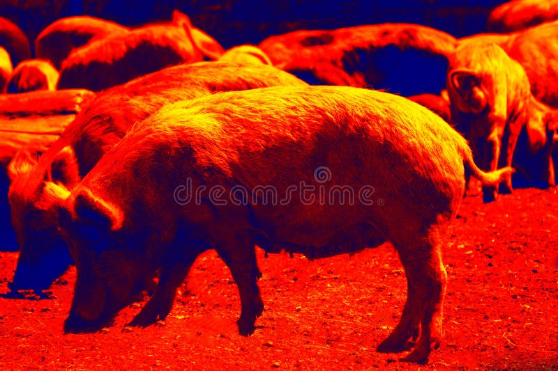 The red breeding pig, sow stock photo. Image of beasts - 271187088