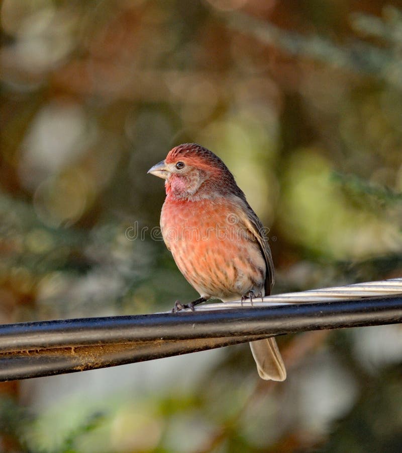 Red Brested Robin stock photo. Image of bird, sparrow - 102907782