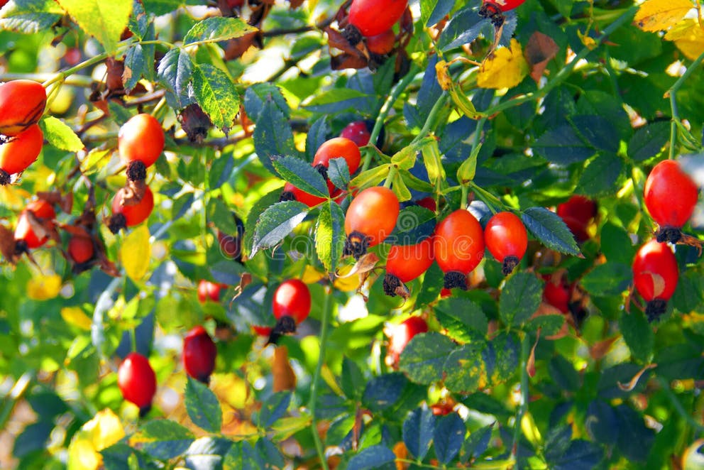 2,812 Briar Tree Stock Photos - Free & Royalty-Free Stock Photos from ...