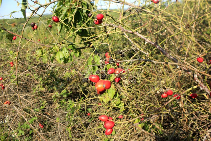 Wild rose 8025 stock image. Image of prickle, blue, outdoors - 130074927