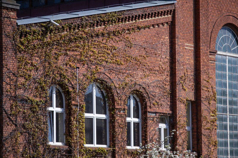 Red Brick Building with Arched Windows Partially Covered in Ivy. Stock ...
