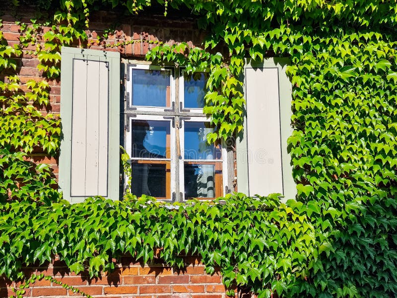 Red Brick House and Windows Overgrown with Vines Stock Photo - Image of ...