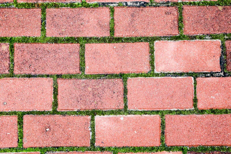 Red Brick with Moss at the Seams Stock Photo - Image of brick, molds ...