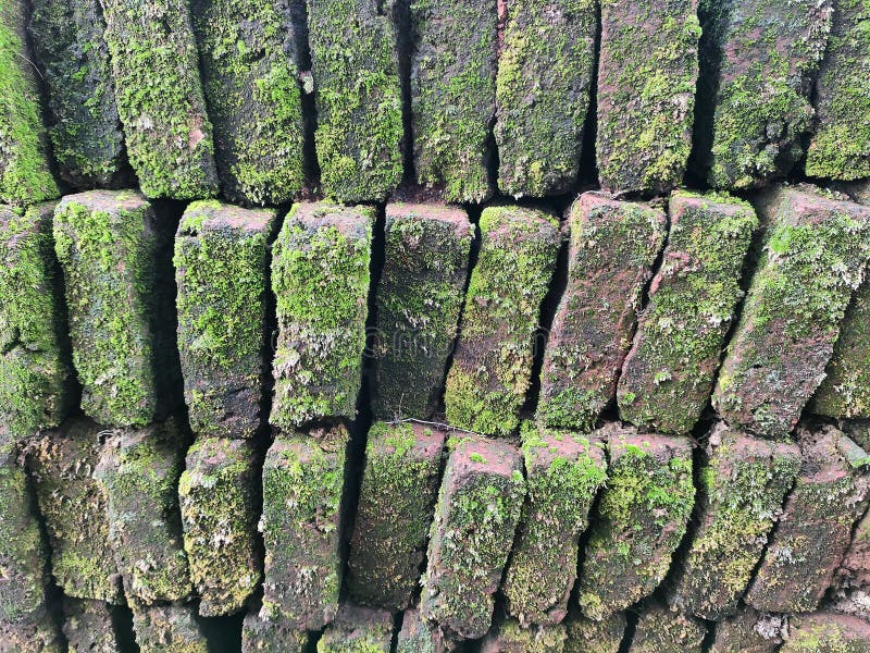 Red Brick Overgrown with Moss Stock Photo - Image of moss, mossy: 262563566