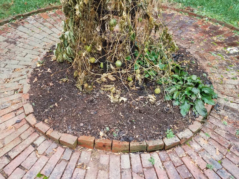 Red Brick Sidewalk or Path and Dying Fruit Plant Stock Image - Image of ...