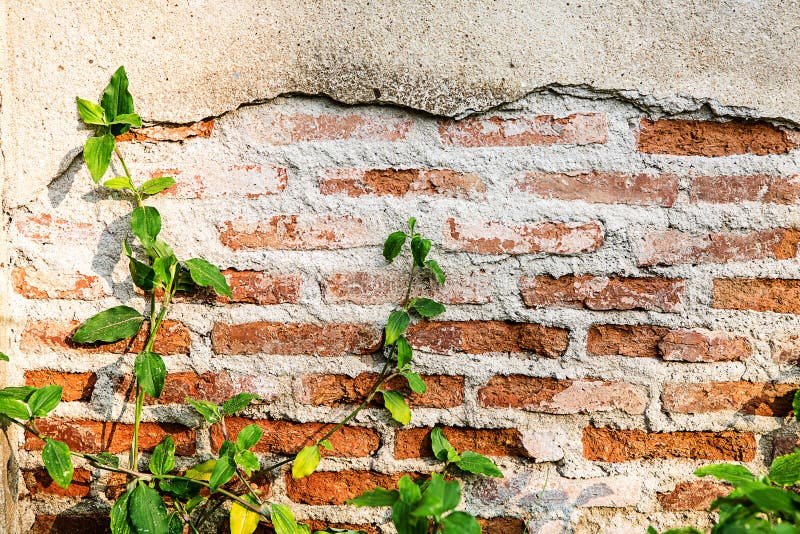 Red Brick Wall Background with Tree Stock Image - Image of antique ...