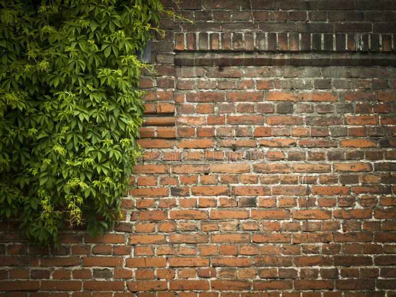 Red Brick Wall with Green Ivy Background Stock Image - Image of aged ...
