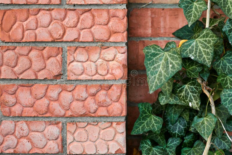 Red Brick Wall and Ivy As Background Stock Image - Image of vine, clear ...