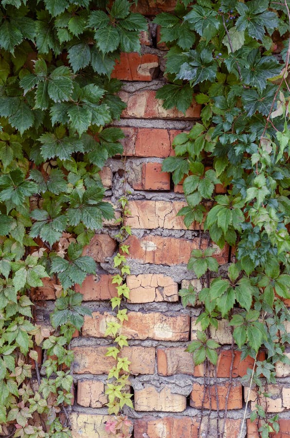 Red Brick Wall with Leaves of Wild Grapes Stock Image - Image of ...
