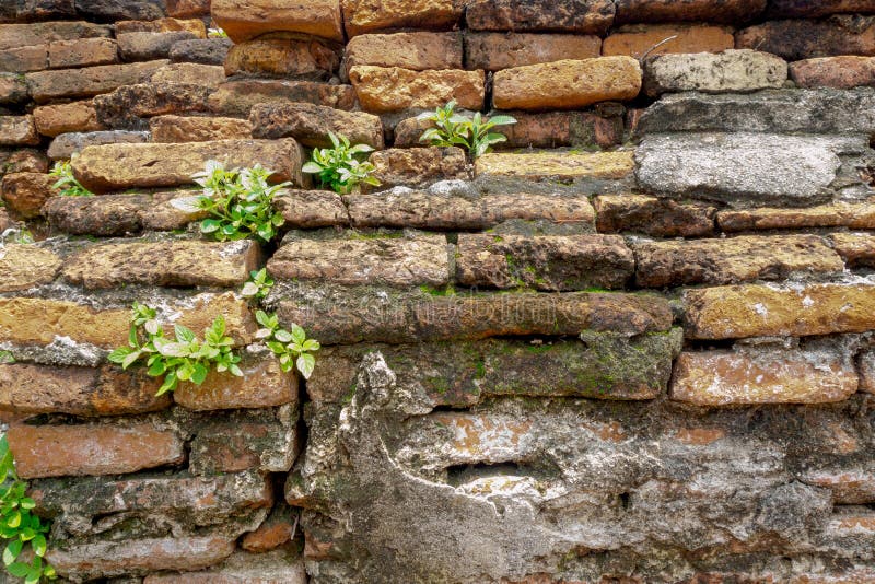 Red Brick Wall with Small Trees Stock Image - Image of beautiful, wall ...