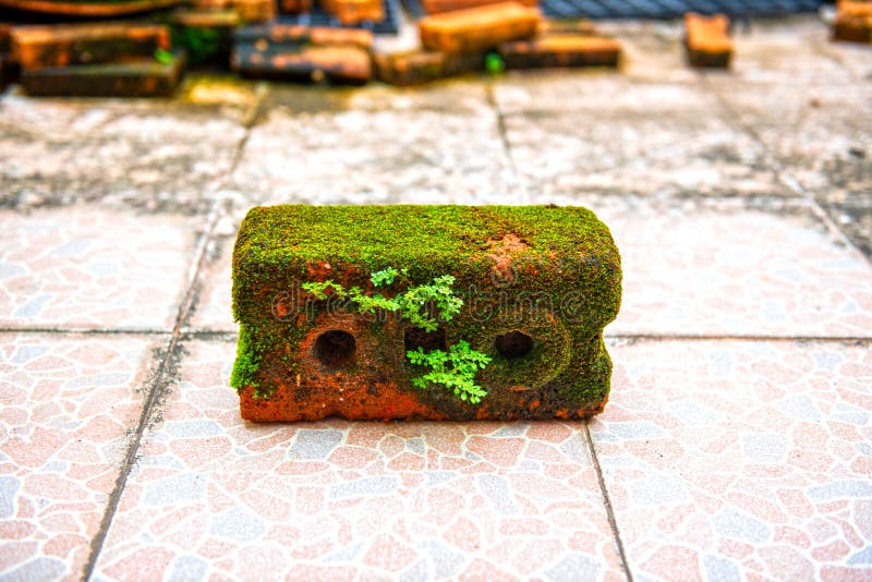 The Red Bricks with Moss and Small Trees Stock Photo - Image of grunge ...