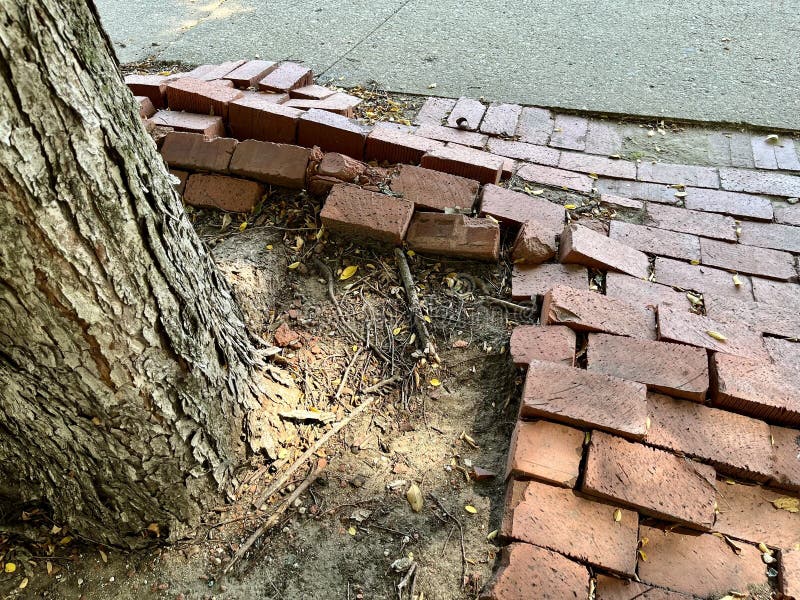The Roots of an Old Tree Cause a Brick Pavement To Buckle Stock Image ...