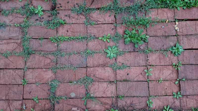 Red bricks texture stock image. Image of green, background - 81345557