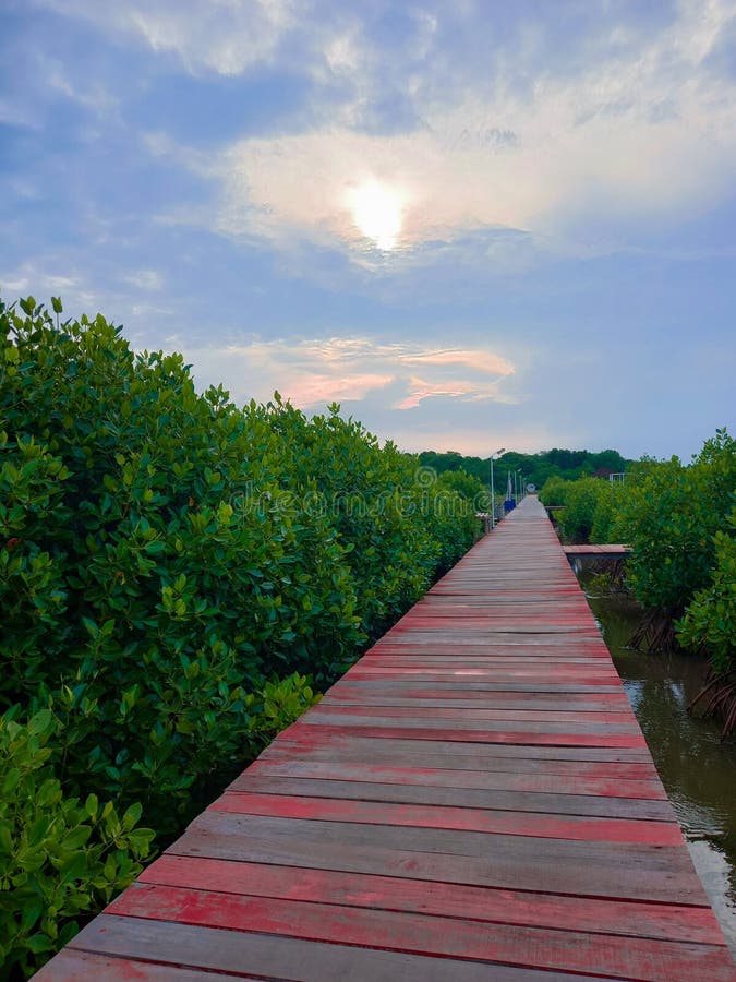 Red Bridge and Beautiful Mangrove Forest Stock Image - Image of hill ...