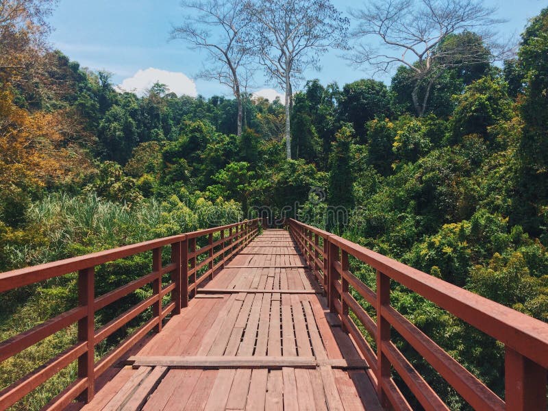 Red Bridge through a Forest Stock Photo - Image of tree, walkway: 109909774