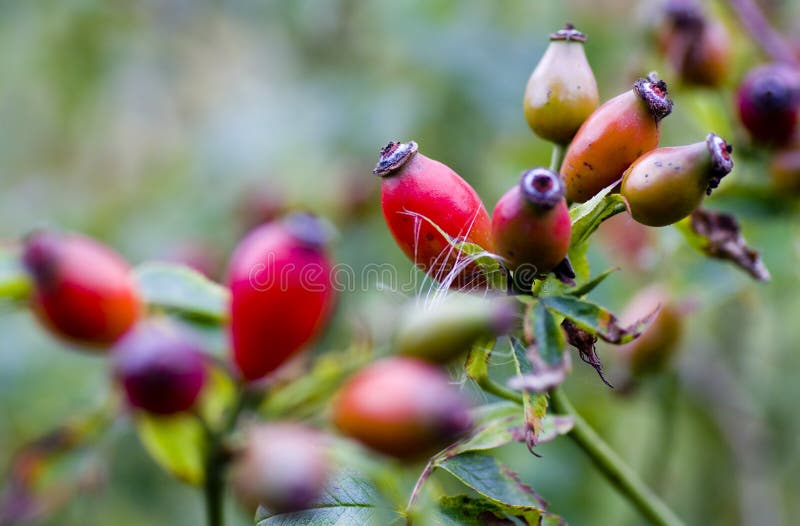Red brier stock photo. Image of season, closeup, natural - 6537856
