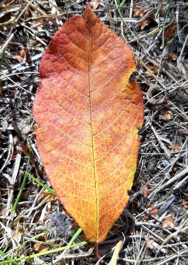 Red Bright Fallen Leaf on Warm Ground Stock Image - Image of plant ...