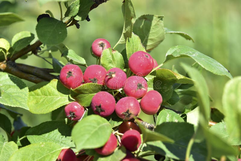 Red Bright Fruits of a Wild Apple Tree on the Branches of Trees Stock ...