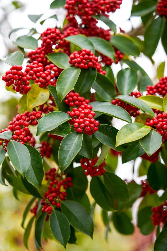 Red Bright Iron Holly Fruit on the Tree Stock Image - Image of people ...