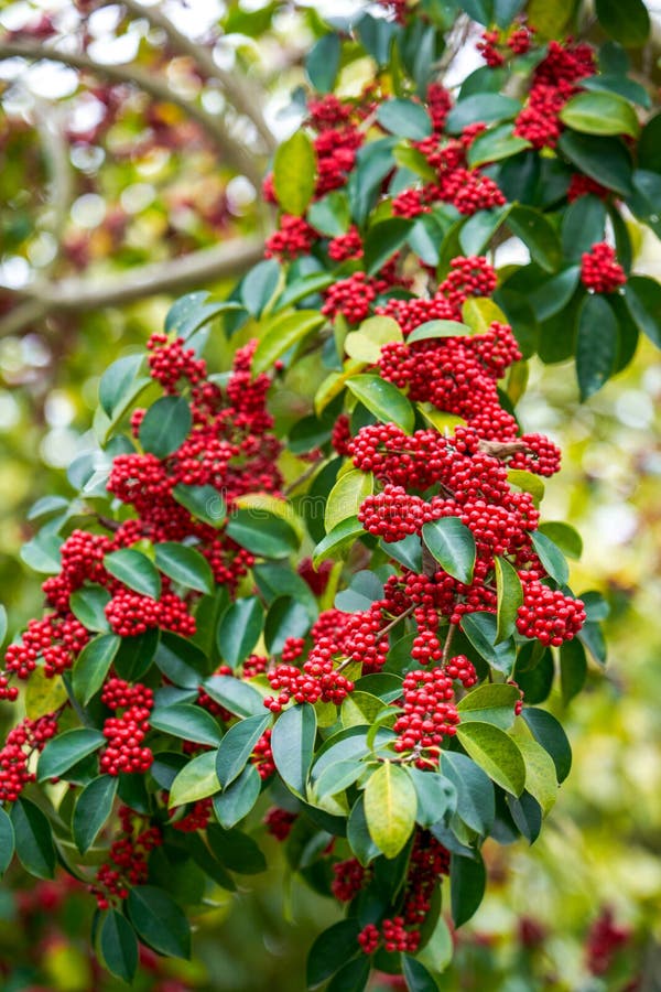 Red Bright Iron Holly Fruit on the Tree Stock Image - Image of axis ...