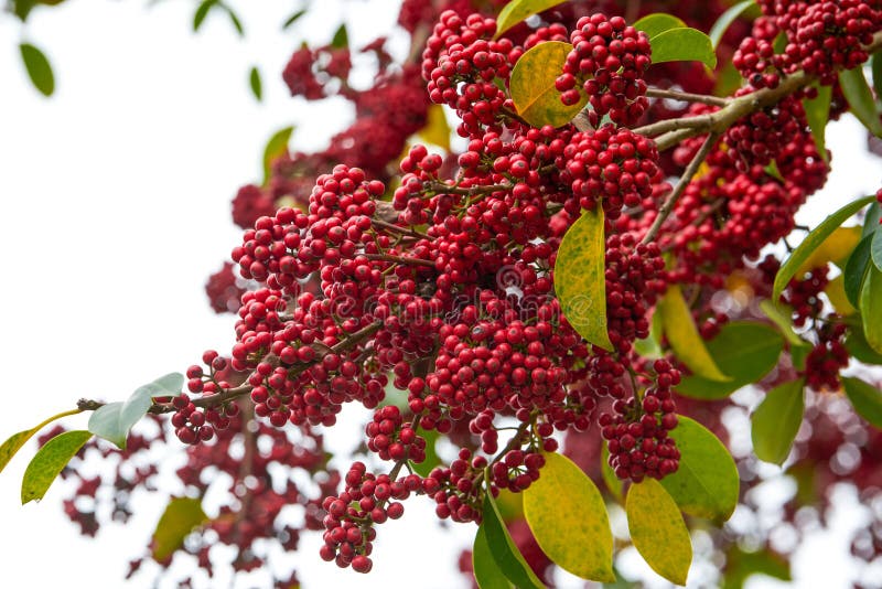 Bright Iron Rusty Vintage Red Background Stock Photo - Image of ...