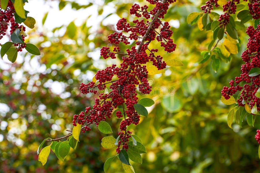 Red Bright Iron Holly Fruit on the Tree Stock Photo - Image of prickly ...