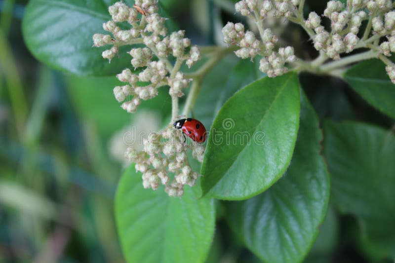 Red and Bright Ladybug in the Garden Stock Photo - Image of summer ...