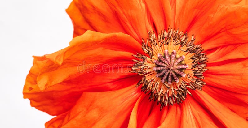 Bright Red Poppy Flower Petals Stock Image - Image of floral, natural ...