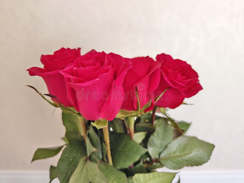 Red Bright Roses Stand in a White Vase for a Gift Stock Image - Image ...