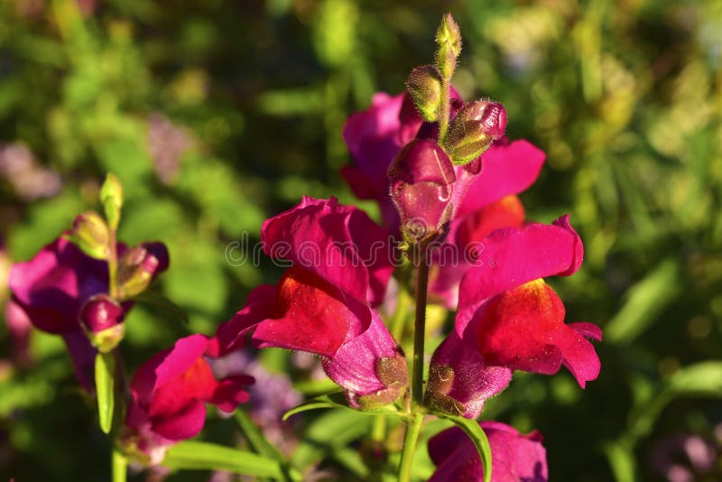 Red Bright Snapdragon Flowers in the Sun Stock Image - Image of leaf ...