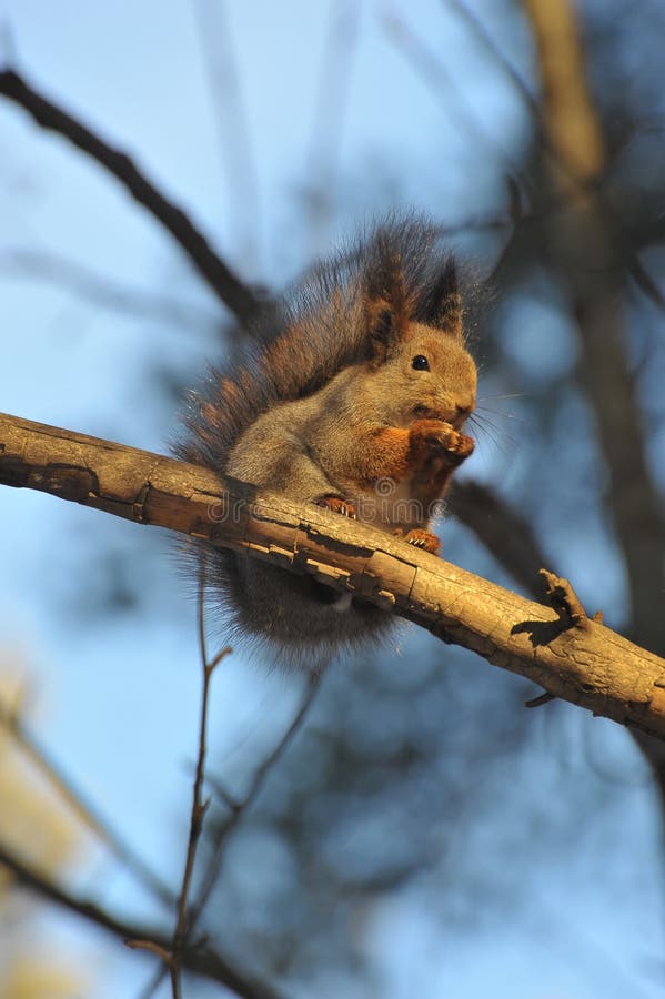 Squirrel on a branch. stock image. Image of forest, beautiful - 103195439