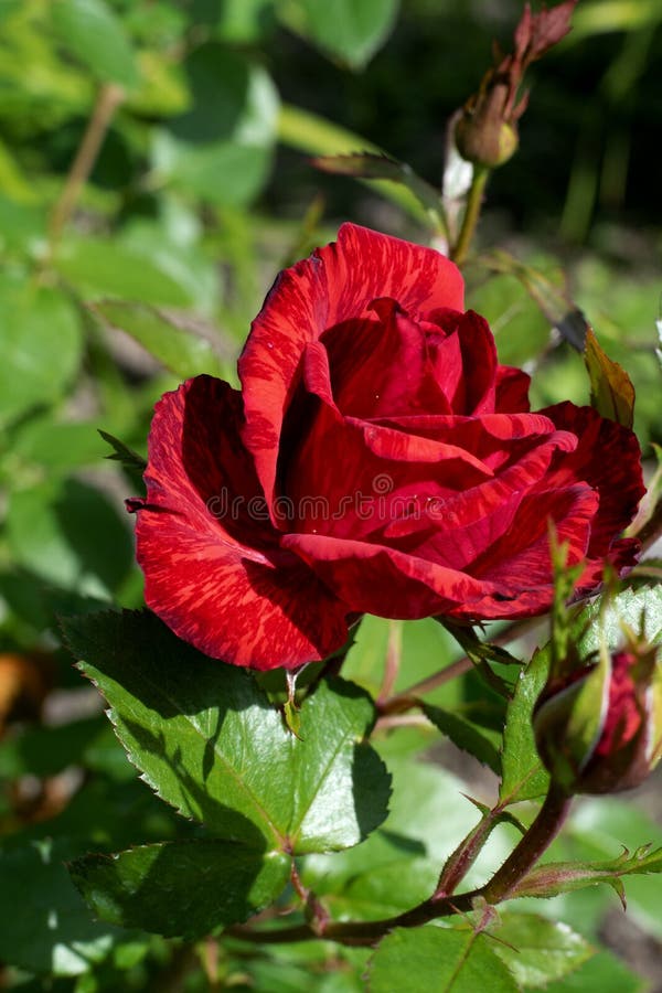 Red brindle rose stock photo. Image of valentine, sunbeam - 190323046