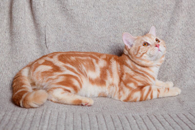 Red britain cat stock photo. Image of comfortable, puss - 161012300