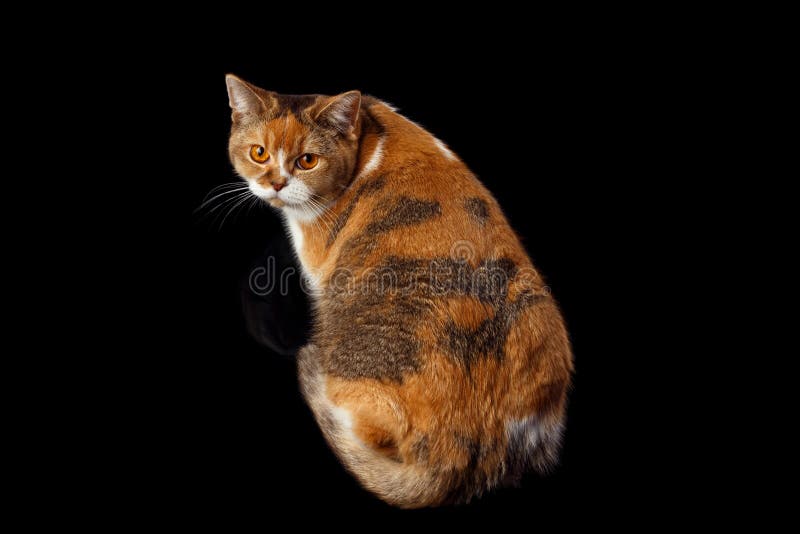 Red British Cat Turned Back on Black Stock Image - Image of feline ...