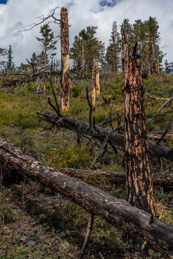 Red Broken Burnt Pine Tree Trunks in Black Soot Stand with Fallen Trees ...