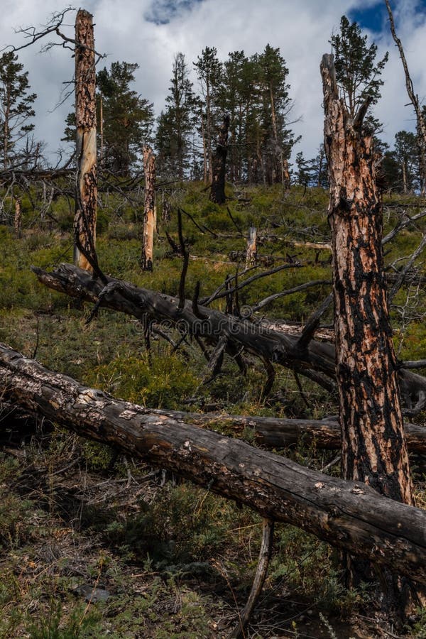 Red Broken Burnt Pine Tree Trunks in Black Soot Stand with Fallen Trees ...