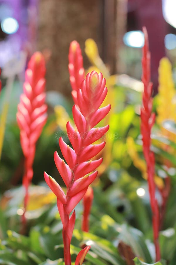Red Bromelia Flower in Garden Stock Photo - Image of plant, bromelia ...